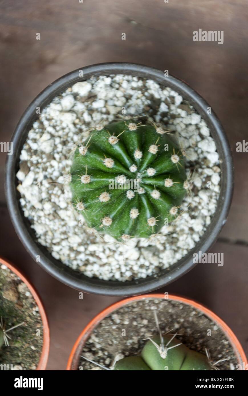 Cute cactus in pots hi-res stock photography and images - Alamy