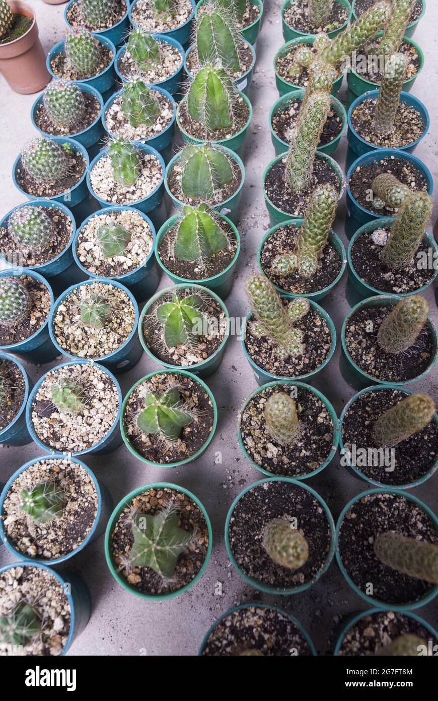 Group of cactus in small garden pots Stock Photo - Alamy