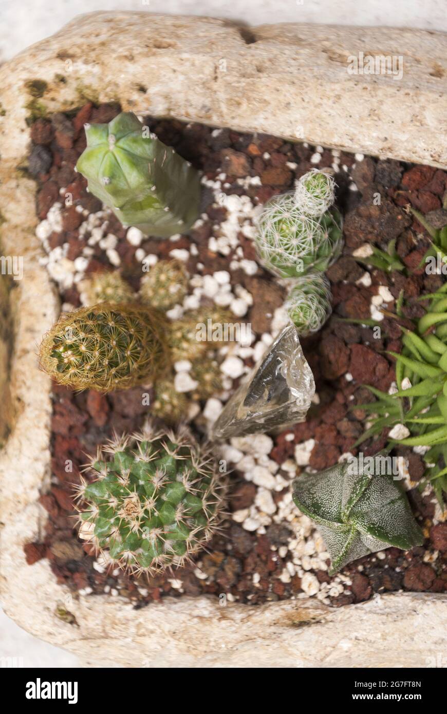Group of cactus in small garden pots Stock Photo - Alamy