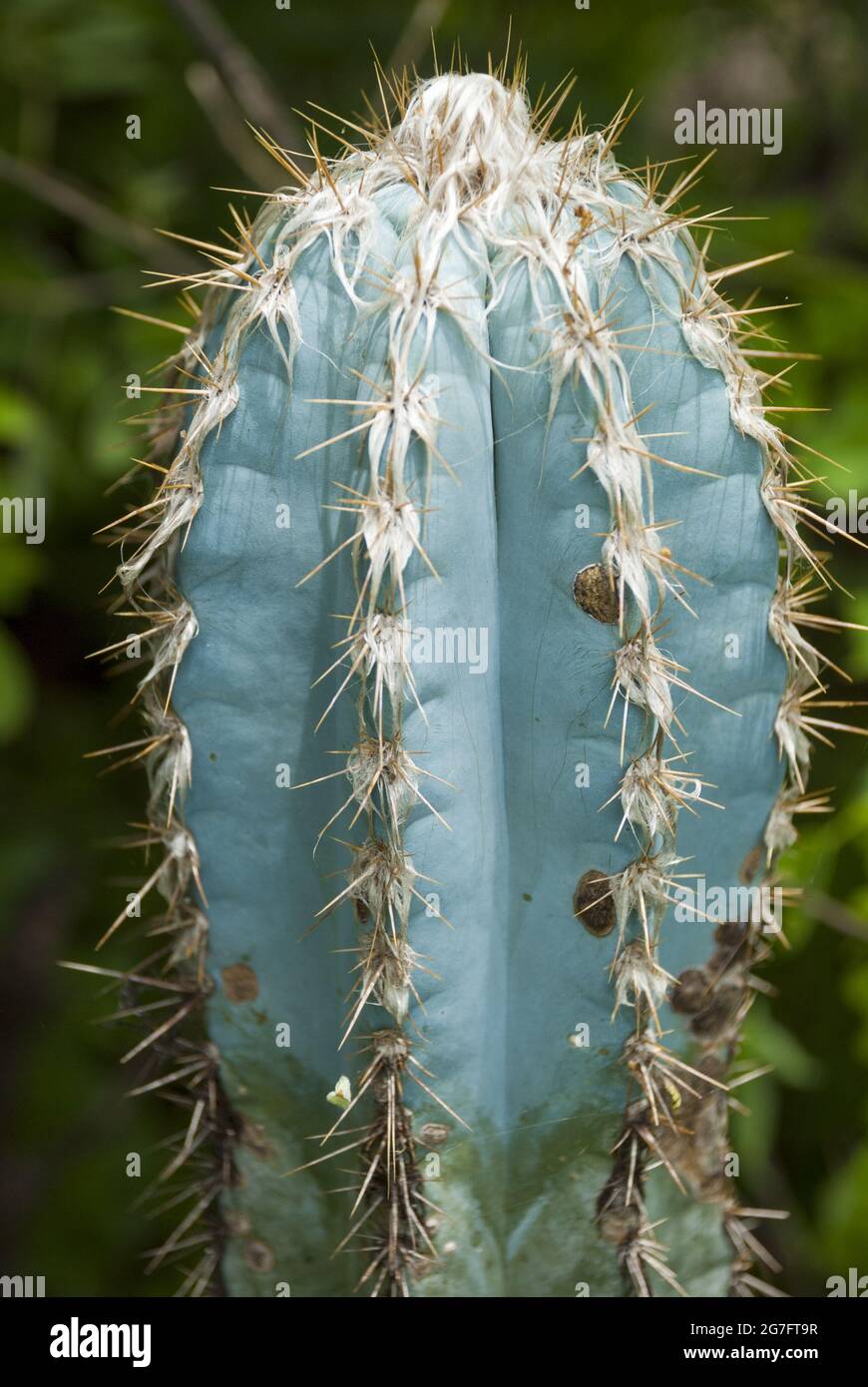 Close up of globe shaped cactus Stock Photo - Alamy
