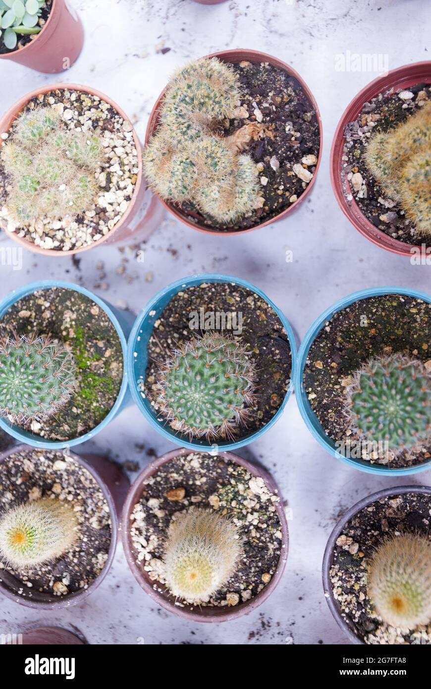 Group of cactus in small garden pots Stock Photo - Alamy