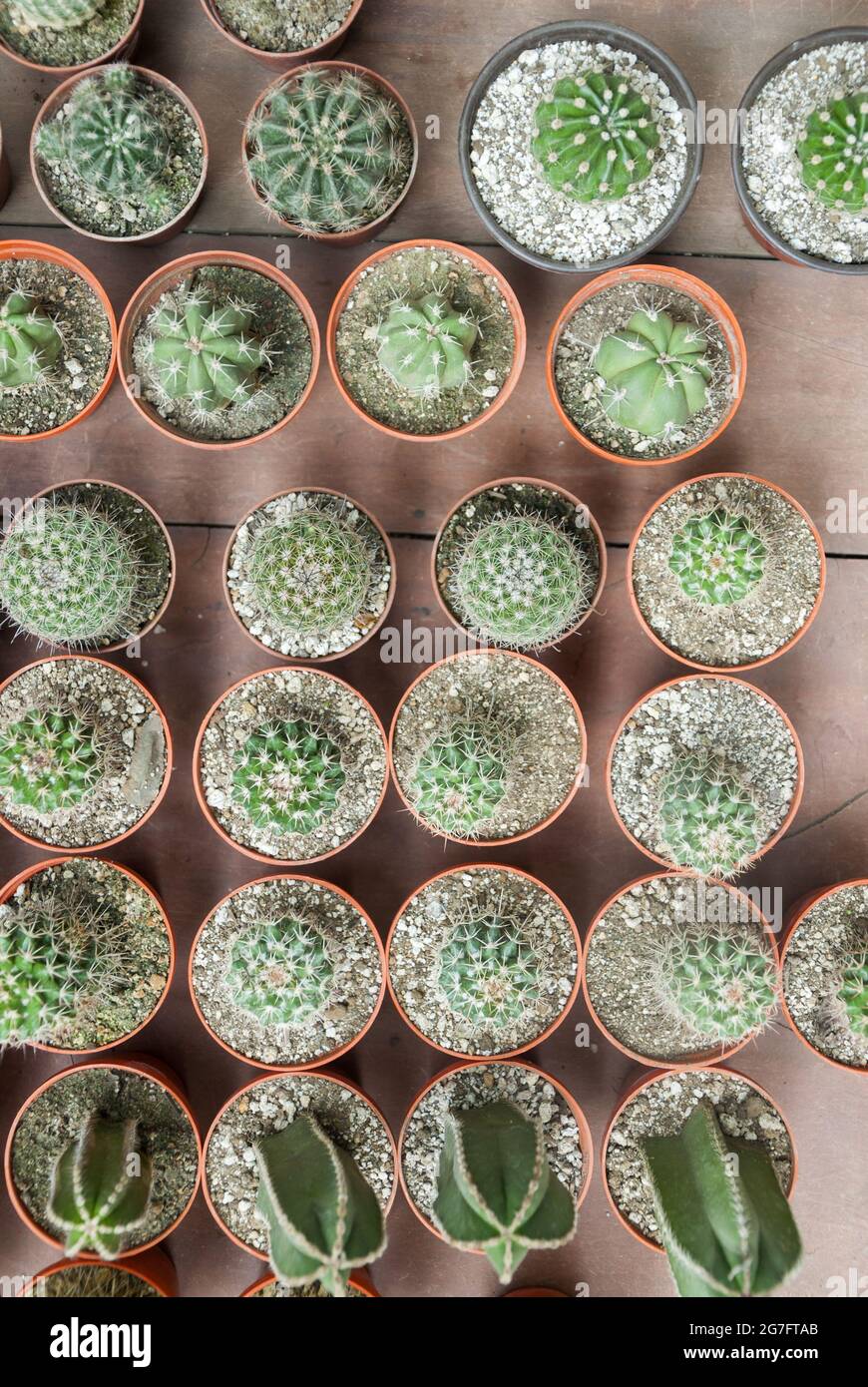 Group of cactus in small garden pots Stock Photo - Alamy