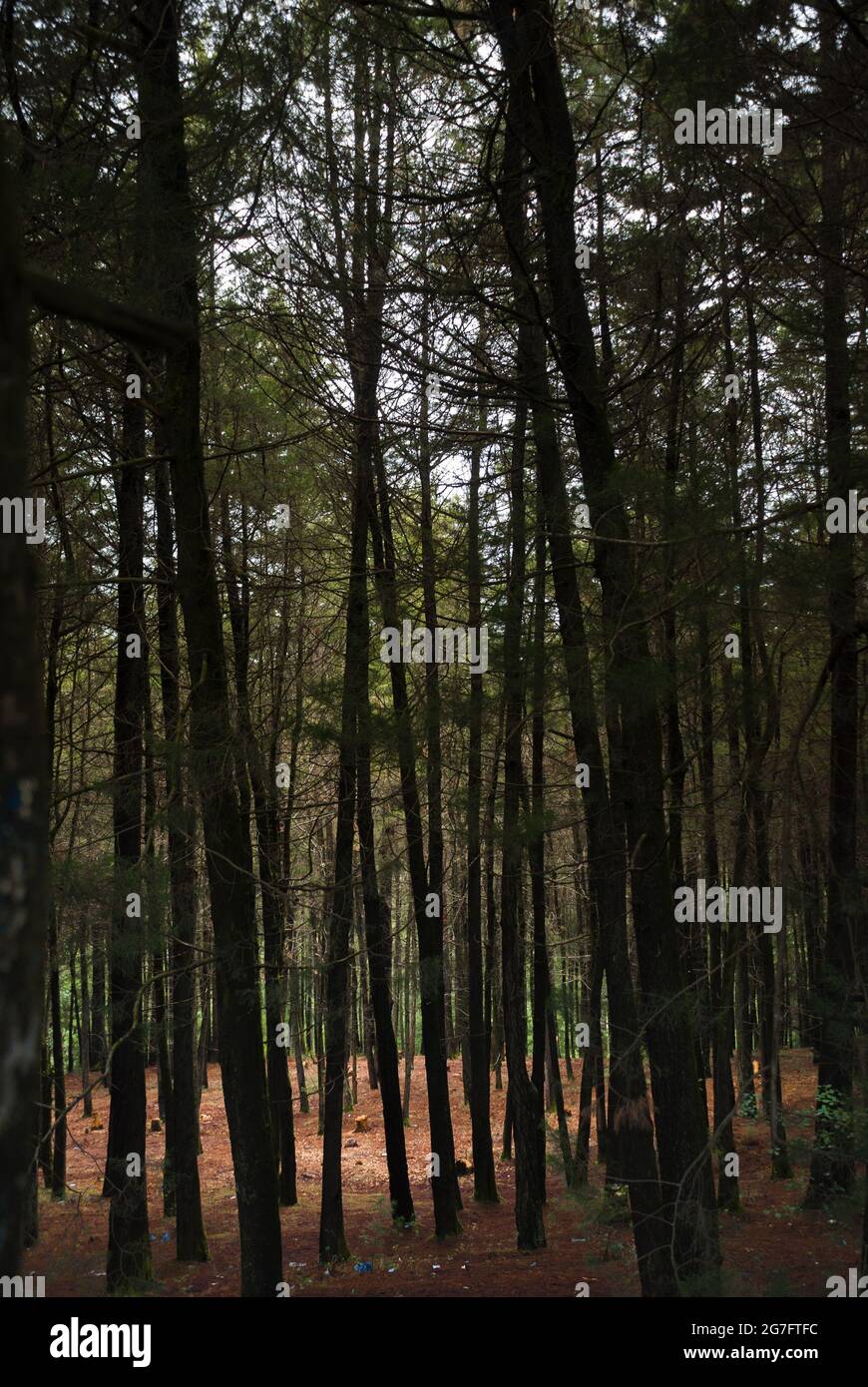 Enigmatic and mysterious forests Stock Photo - Alamy