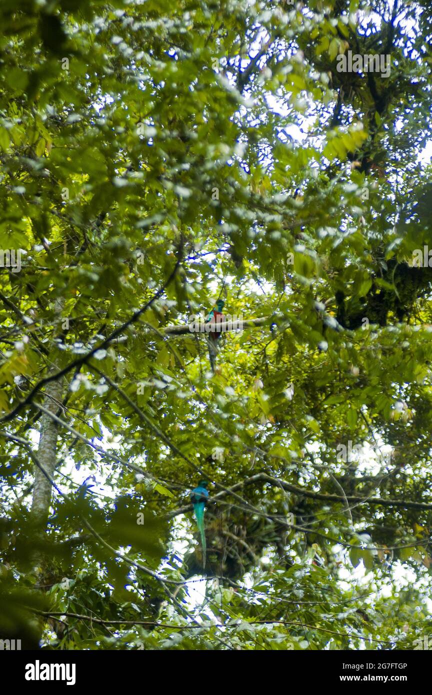 Two male quetzales between branches Stock Photo - Alamy