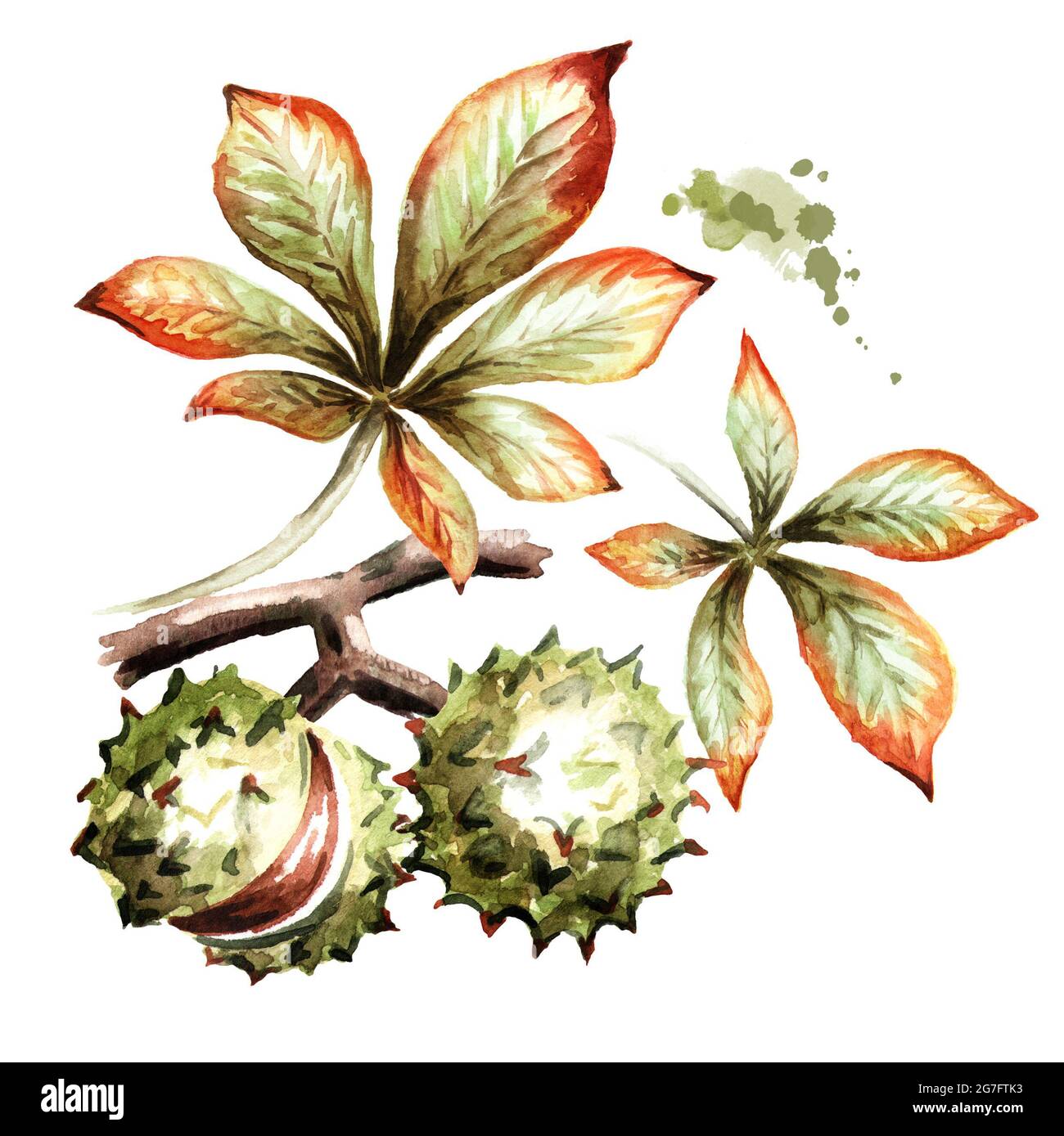Autumn chestnut composition. Watercolor illustration Stock Photo - Alamy