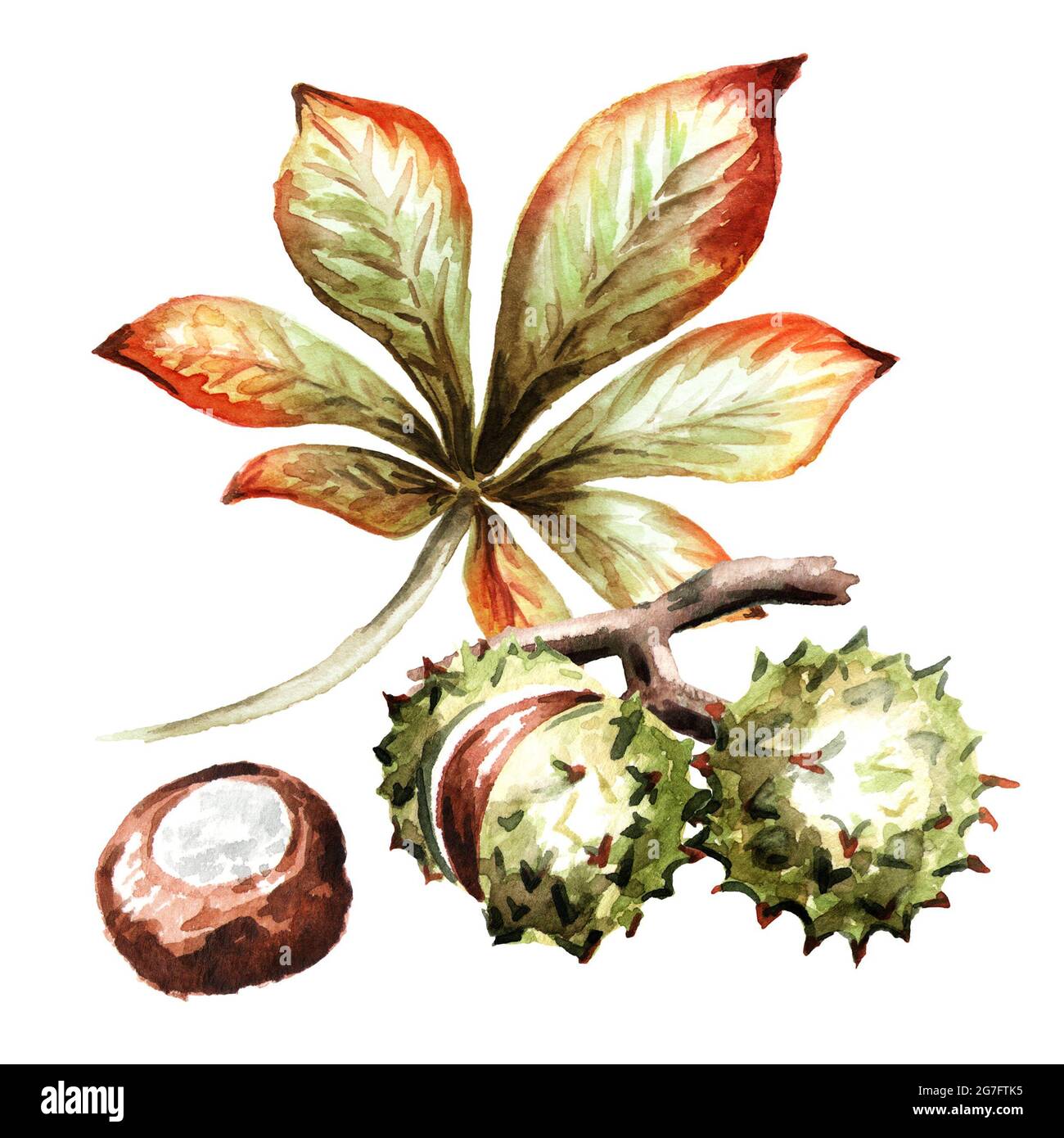 Chestnut composition. Hand-drawn watercolor illustration Stock Photo ...