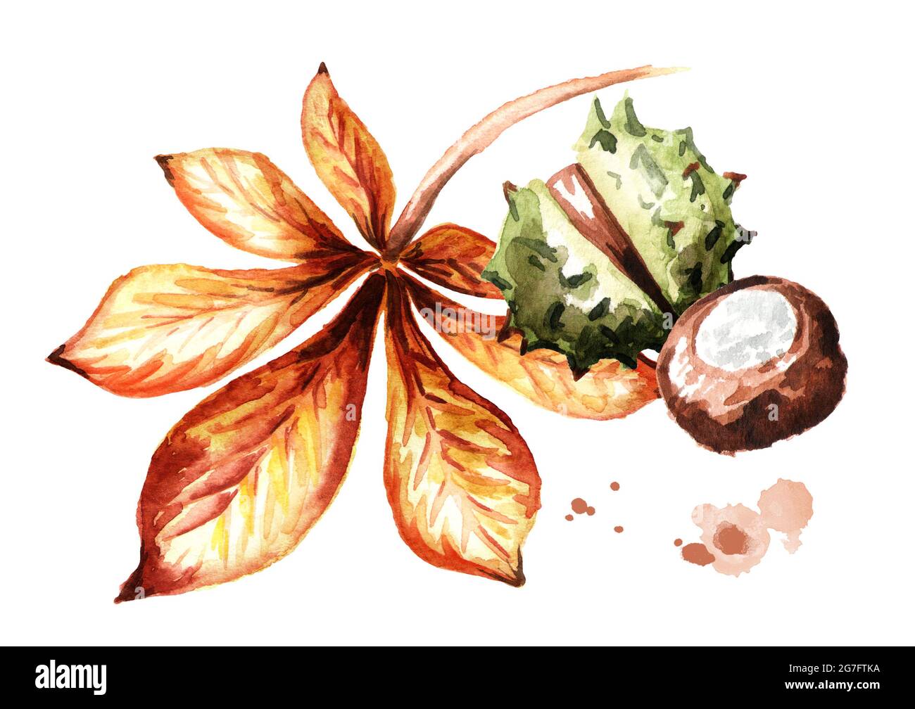 Autumn chestnut composition. Hand-drawn watercolor illustration Stock ...