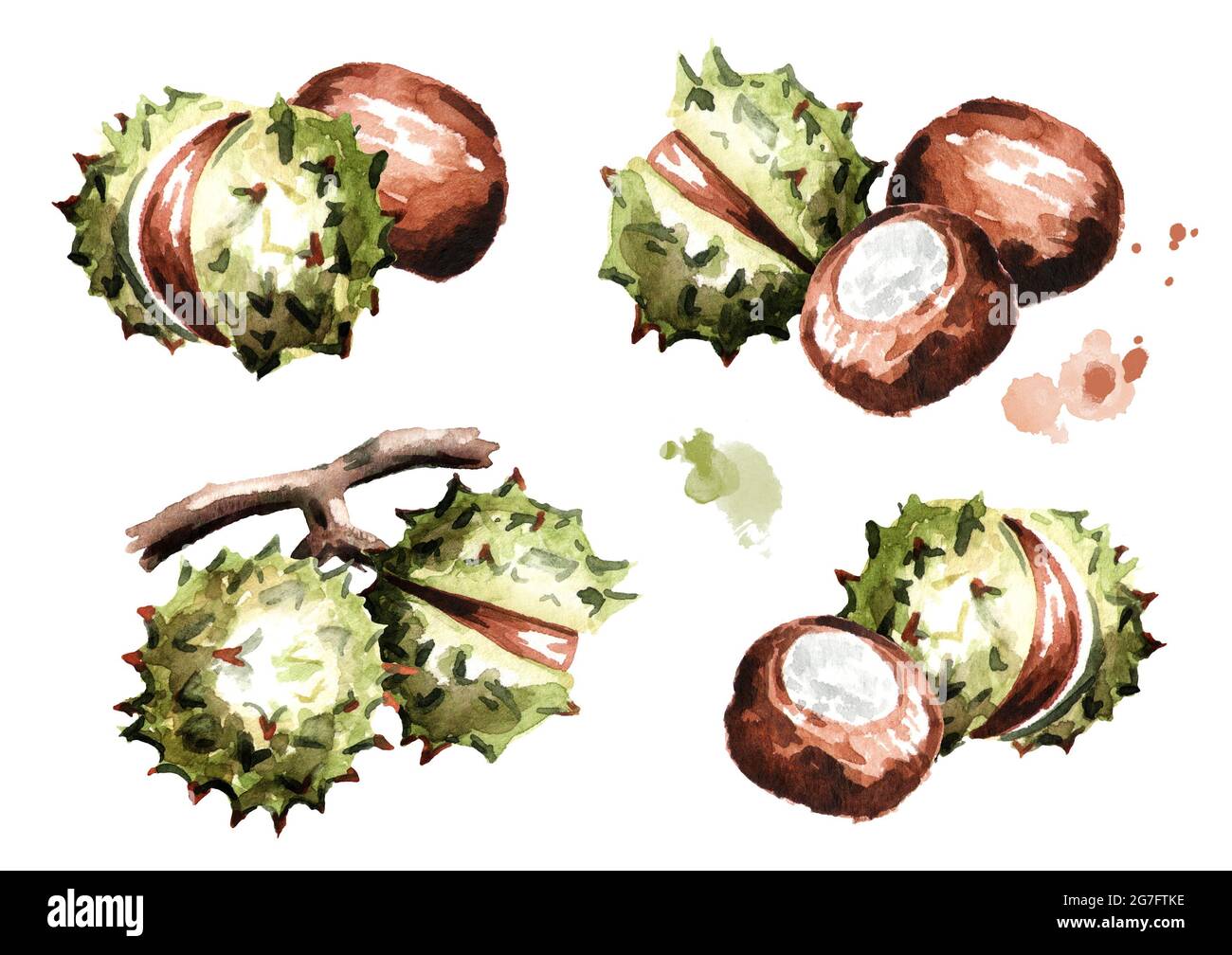 Chestnut compositions set. Hand-drawn watercolor illustration Stock ...
