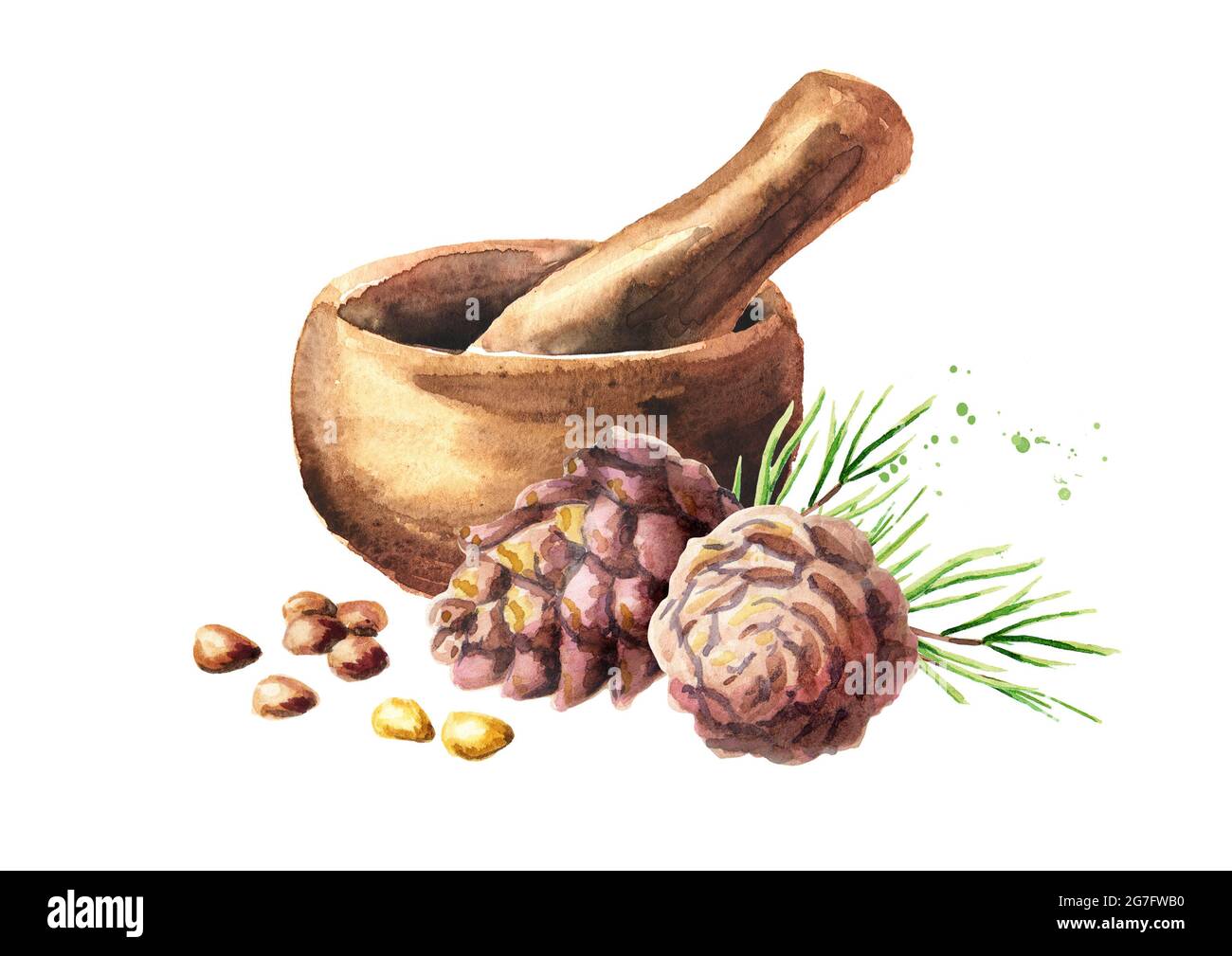 Mortar with Cedar cone and nuts. Hand drawn watercolor illustration ...