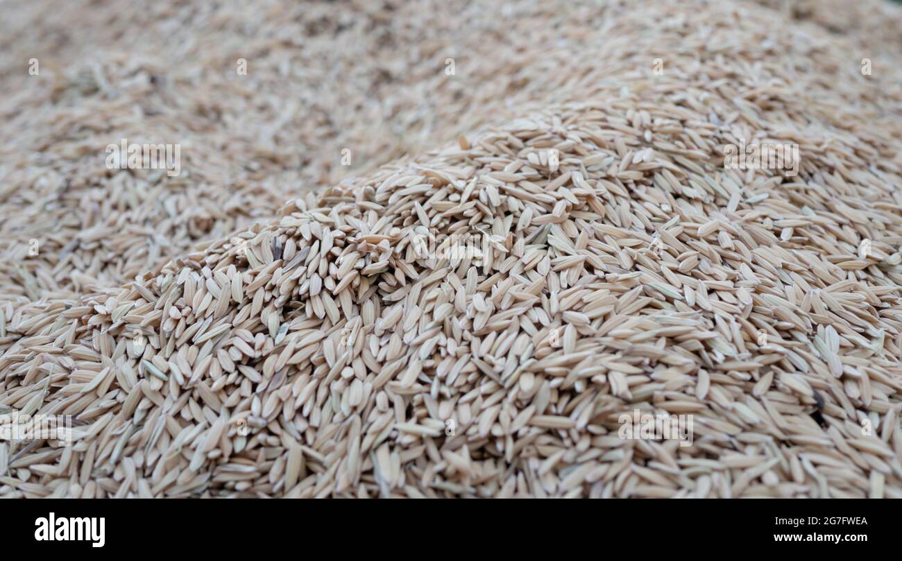 Paddy texture hi-res stock photography and images - Alamy