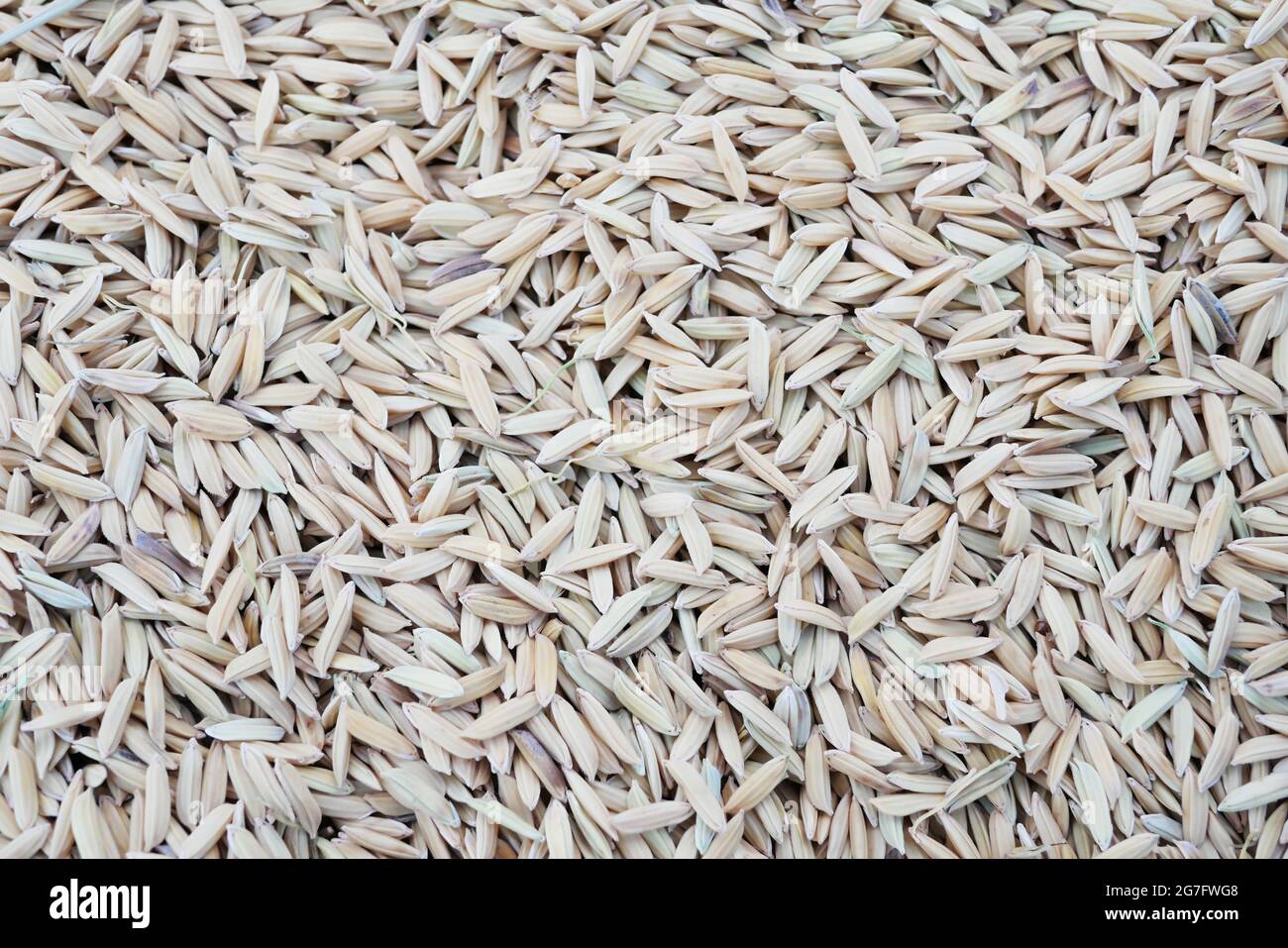 Paddy background hi-res stock photography and images - Alamy