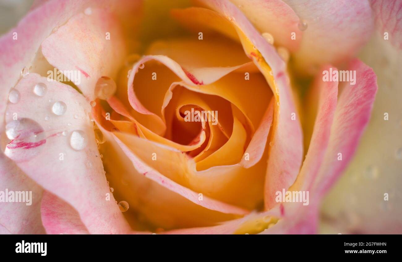 Top view of the rose flower. Close-up a beautiful flower with raindrops ...