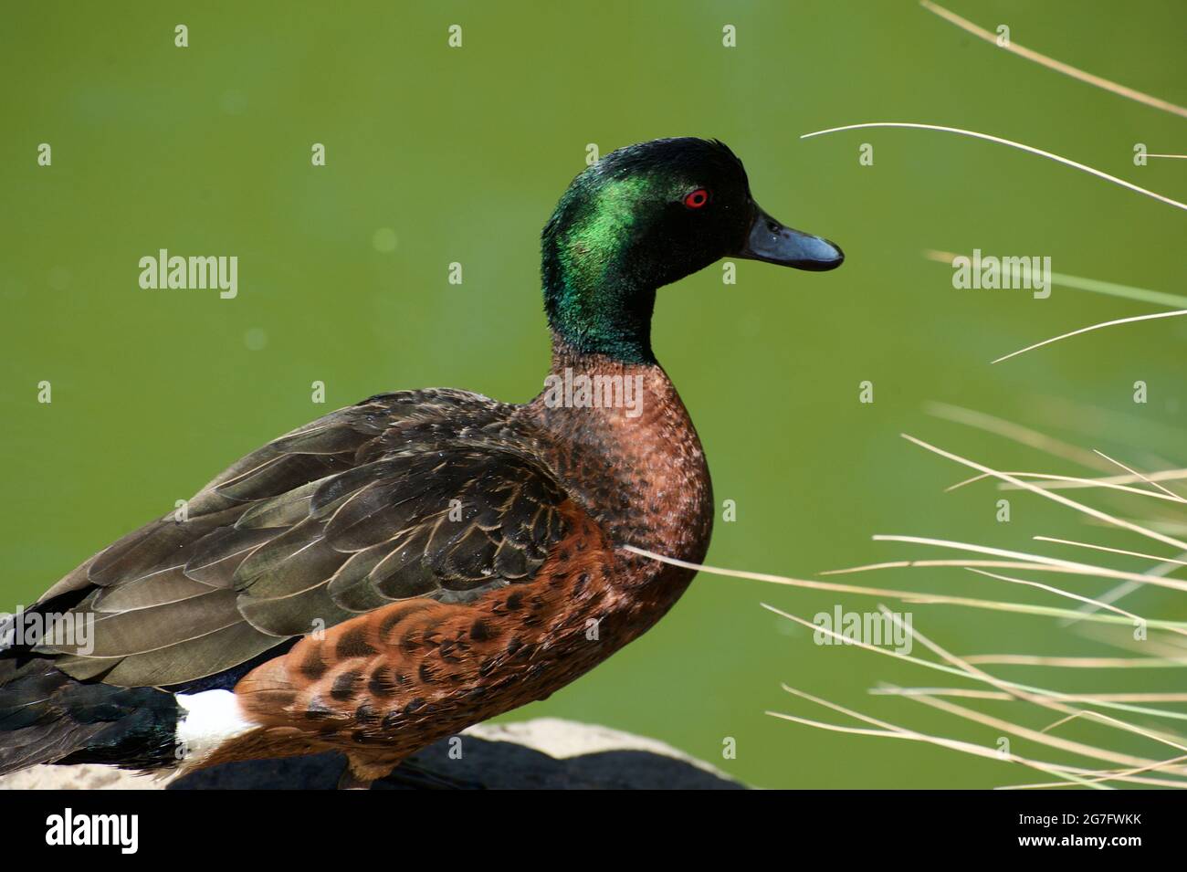 Australian spotted duck hi-res stock photography and images - Alamy