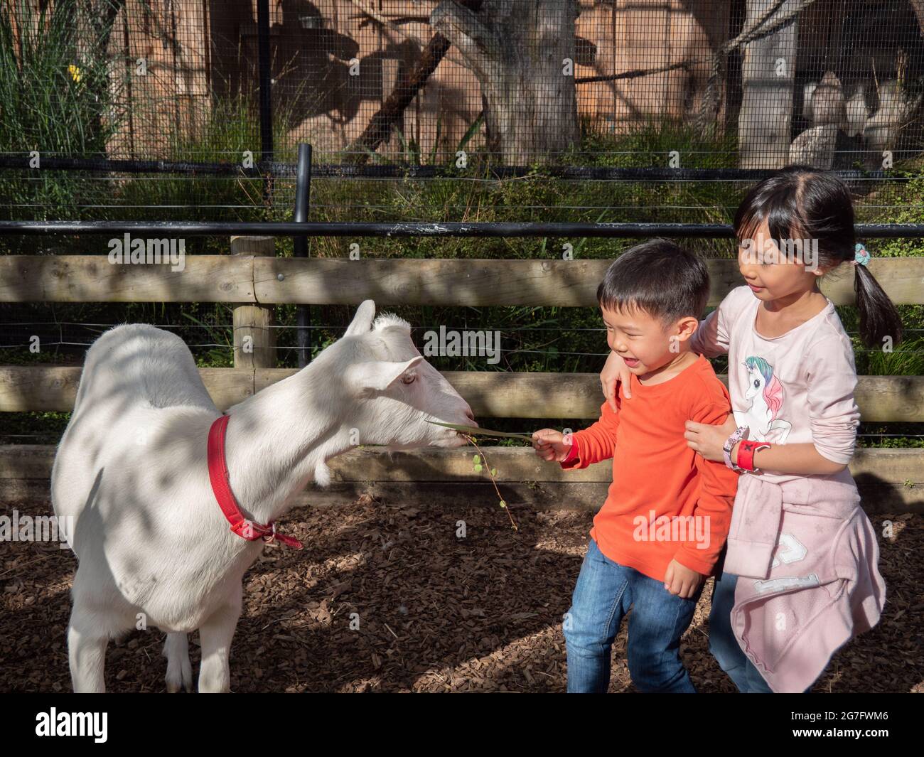 Children playing with farm animals hi-res stock photography and images ...