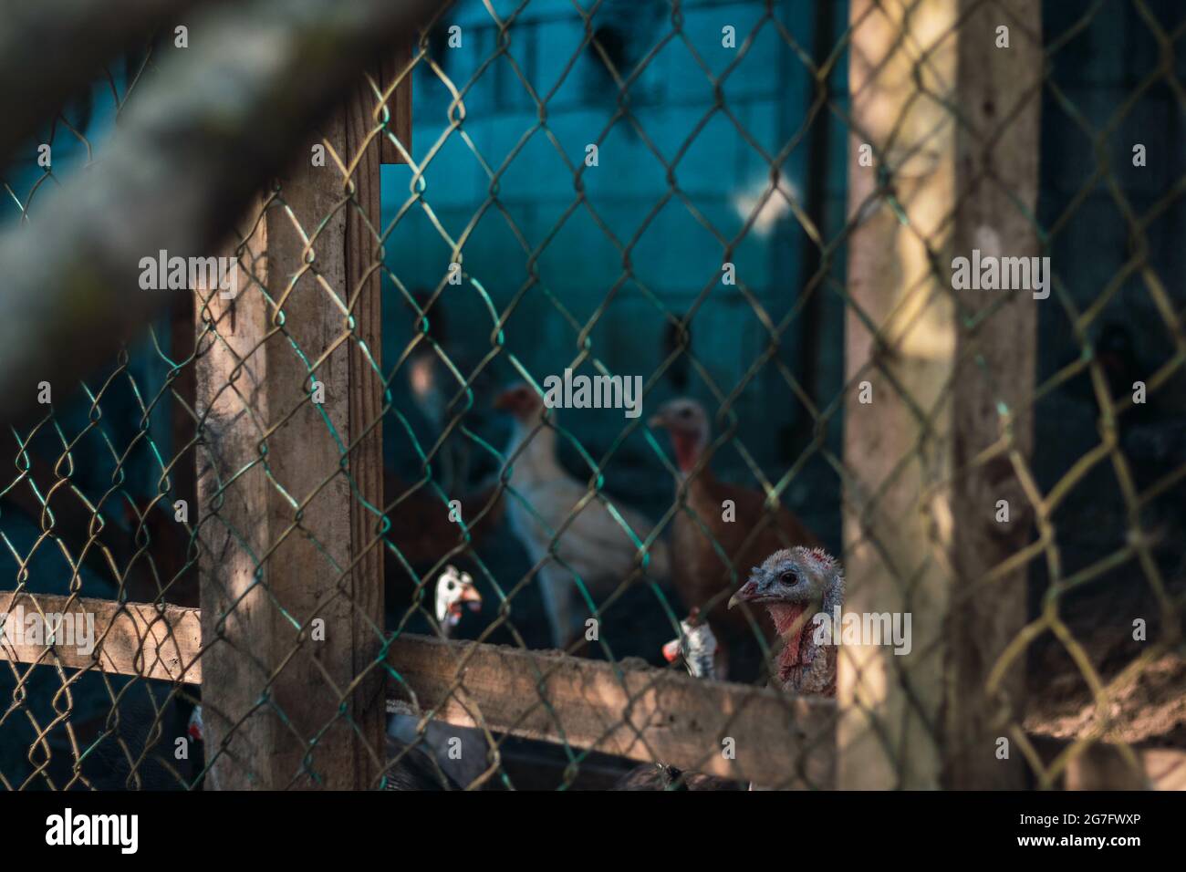 Birds of poultry farm. Chickens, roosters, turkeys. Different birds of ...