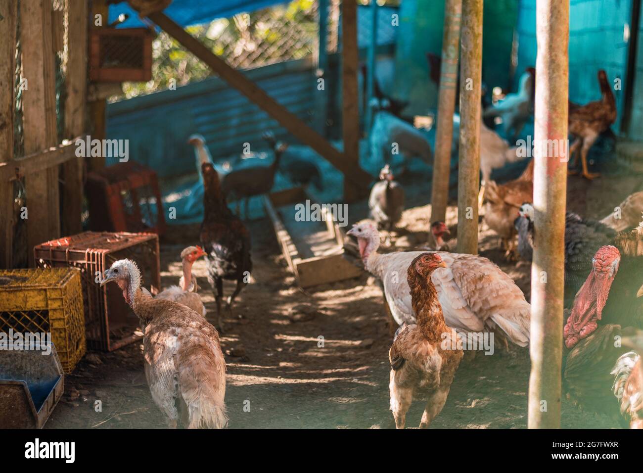 Birds of poultry farm. Chickens, roosters, turkeys. Different birds of ...