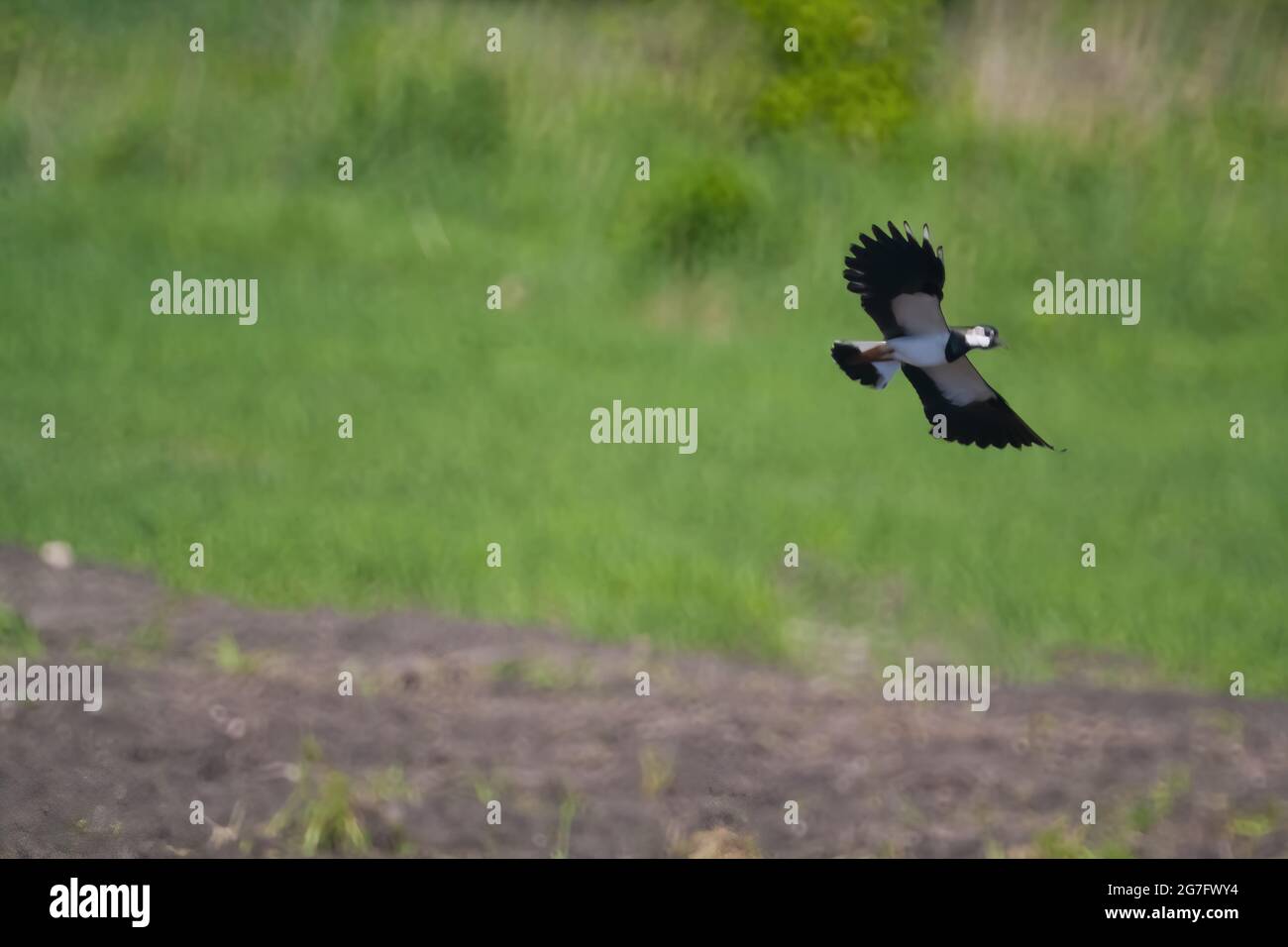 Lapwing flying field hi-res stock photography and images - Alamy