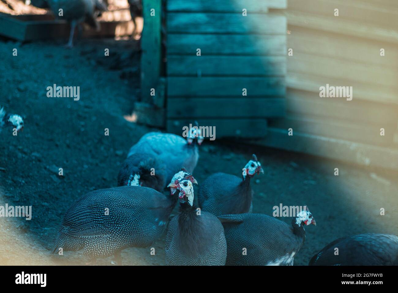 Birds of poultry farm. Chickens, roosters, turkeys. Different birds of ...