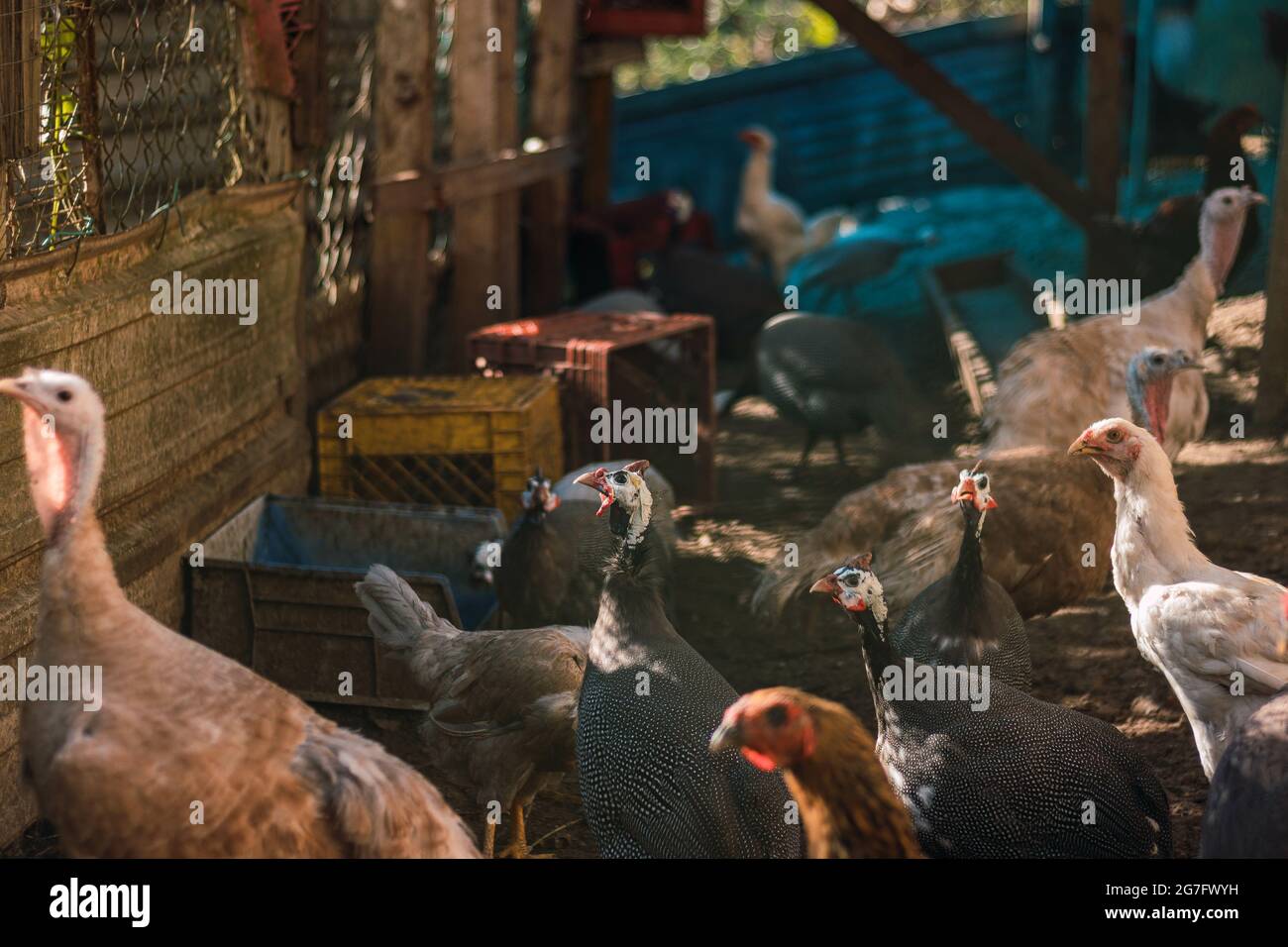 Birds of poultry farm. Chickens, roosters, turkeys. Different birds of ...
