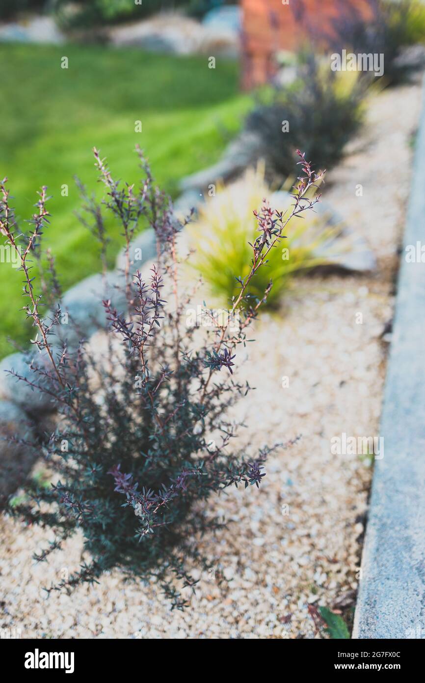 line of tea tree plants and grasses creating a garden hedge outdoor in ...