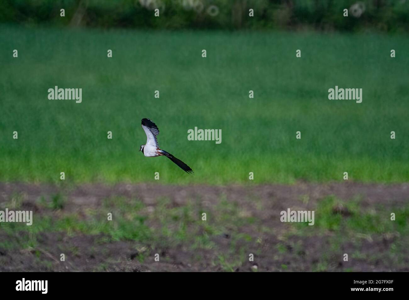 Closeup of a Northern Lapwing flying Stock Photo - Alamy