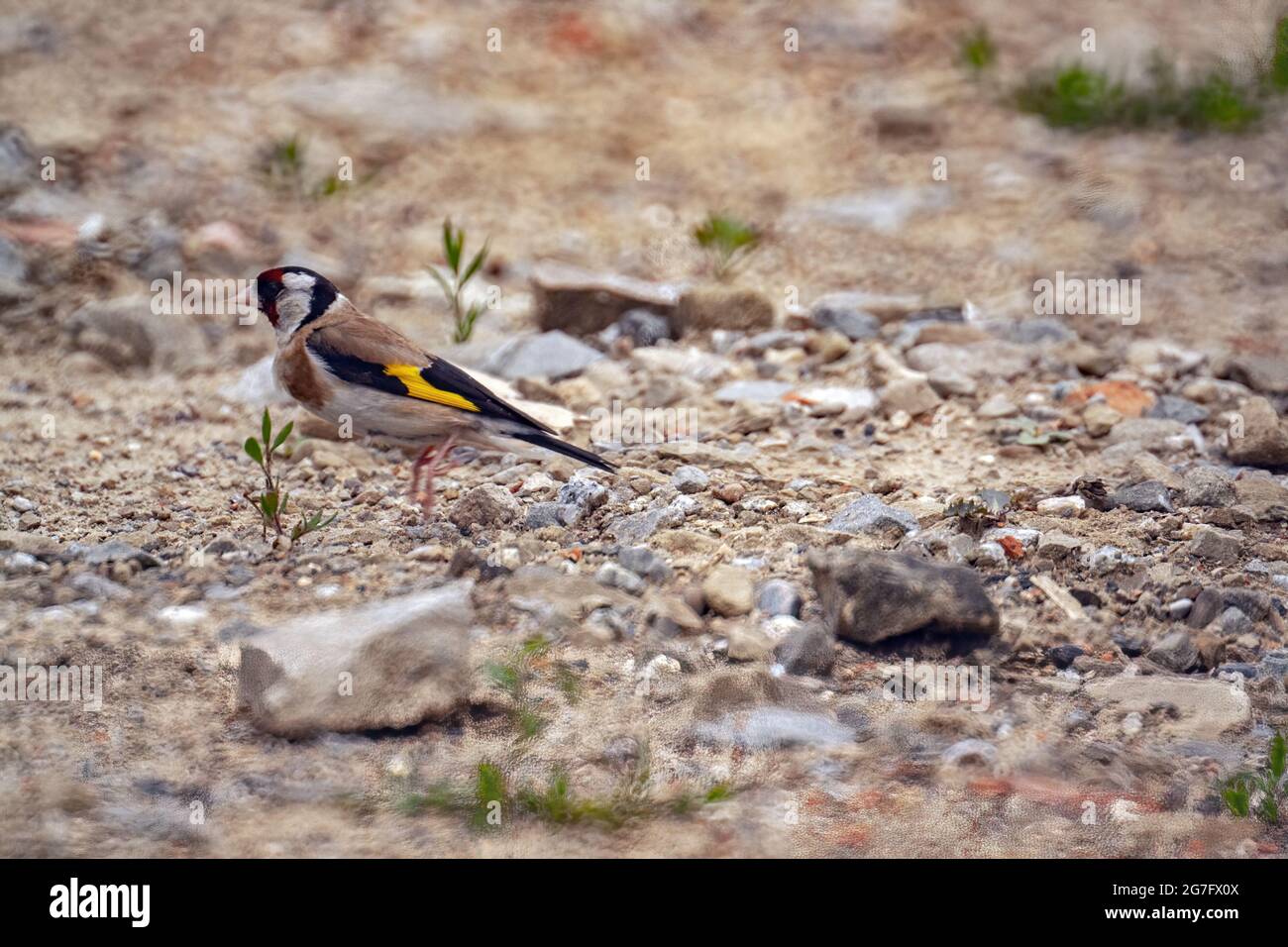 Closeup of a European goldfinch on the ground Stock Photo - Alamy