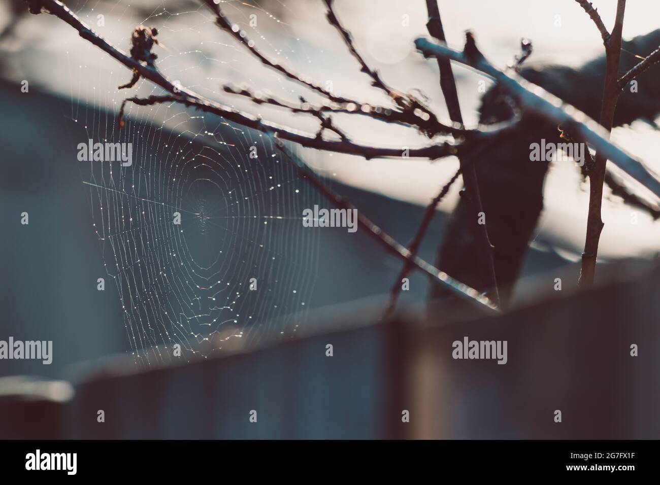 spider web among tree branches shining in the sunlight shot at shallow ...