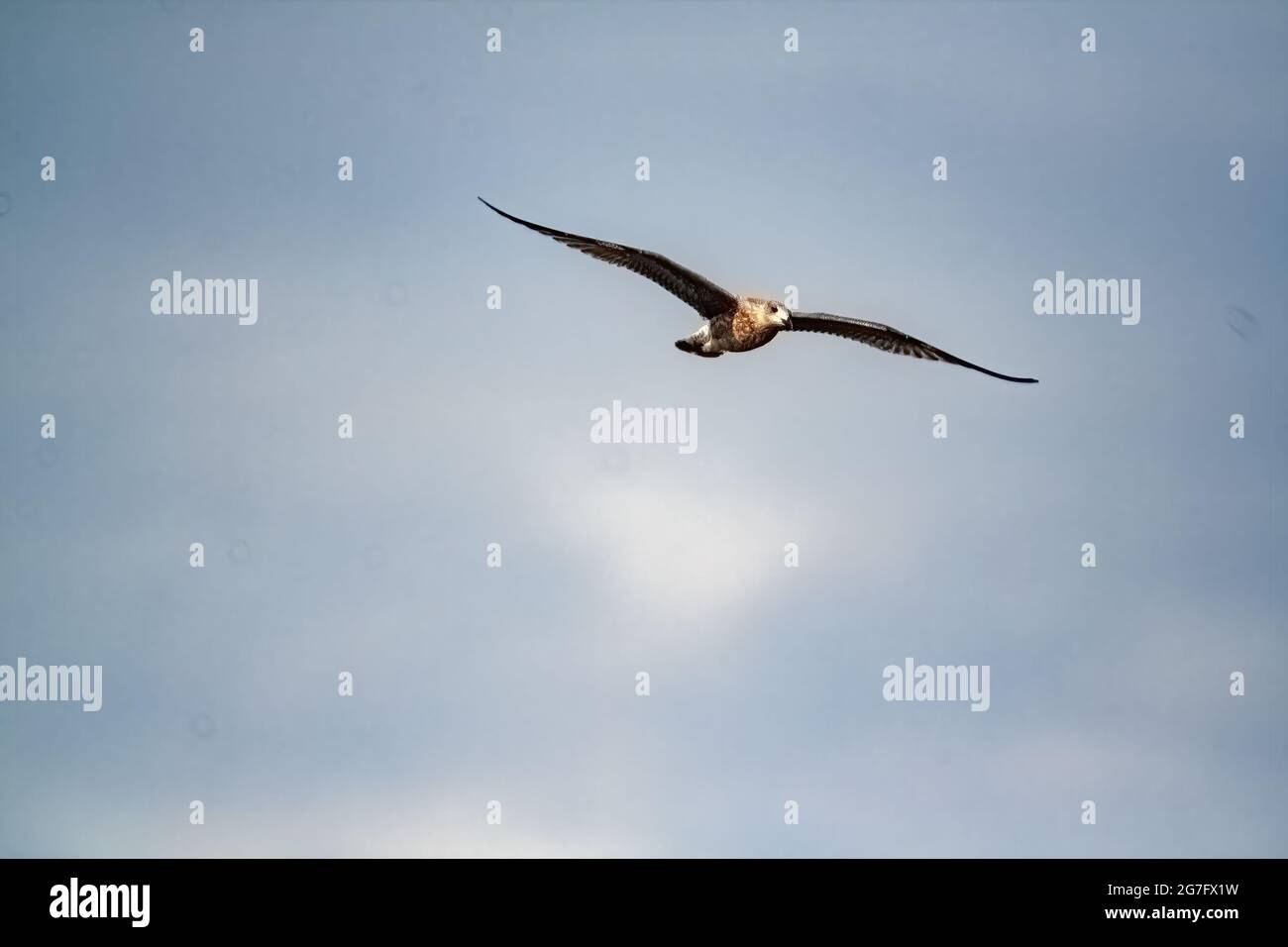 Vega gull or East Siberian gull flying in the blue sky Stock Photo - Alamy