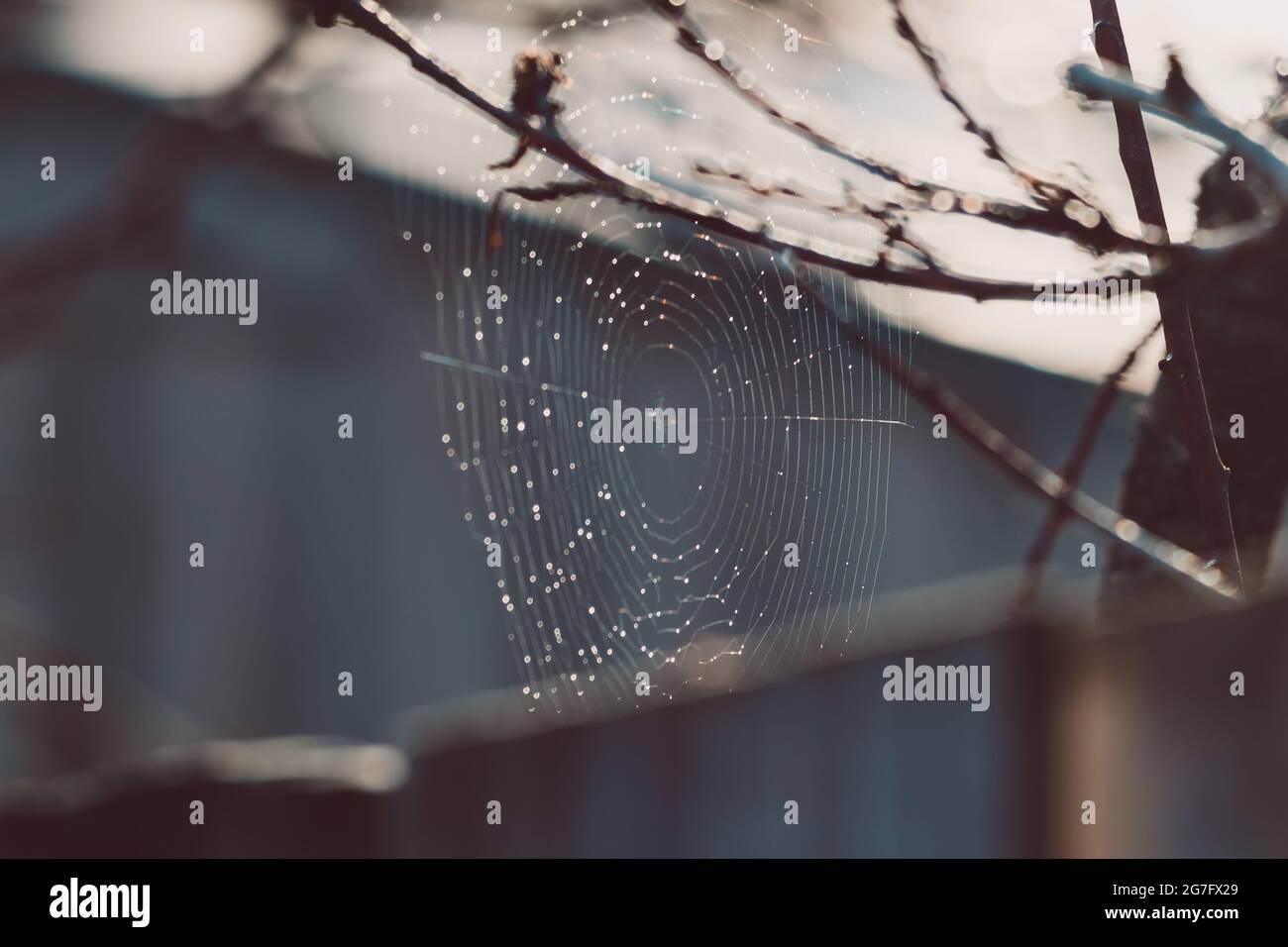 spider web among tree branches shining in the sunlight shot at shallow ...