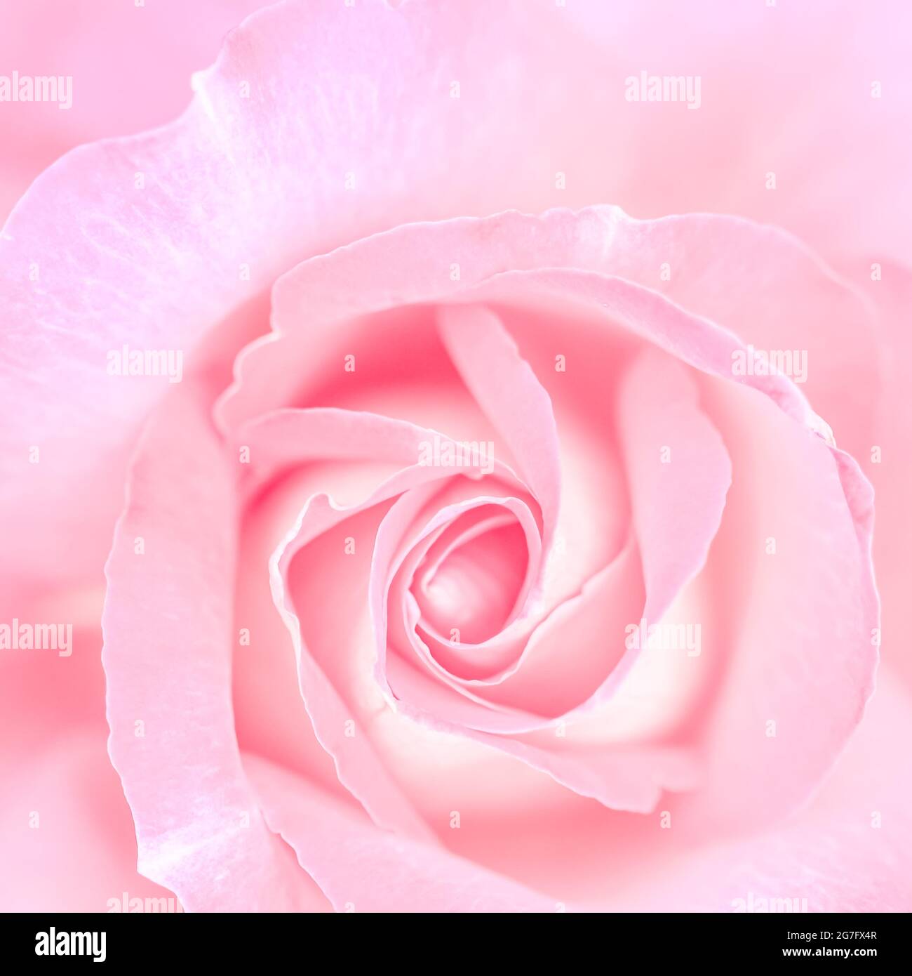 Botanical concept, wedding invitation card - Soft focus, abstract ...