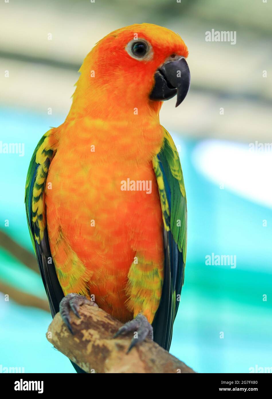 World Most Beautiful Parrot Most Beautiful & Attractive Birds In The