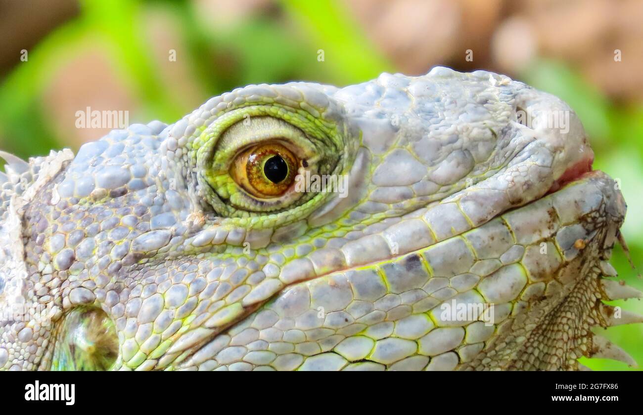 Close-up of Iguana's eyes Stock Photo - Alamy
