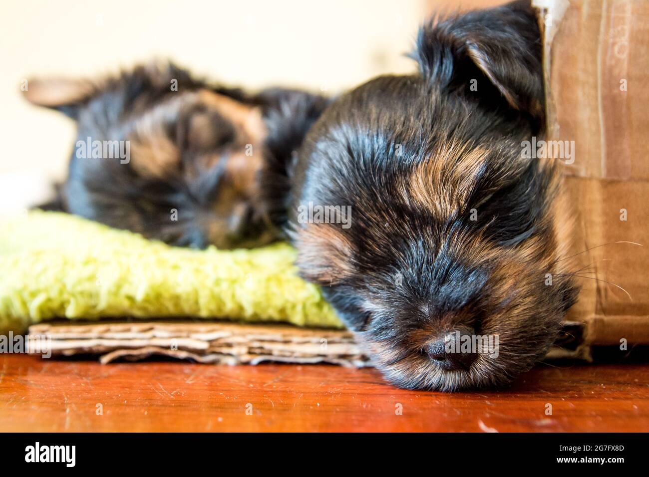 Closeup shot of two adorable Yorkshire terrier puppies sleeping on a ...