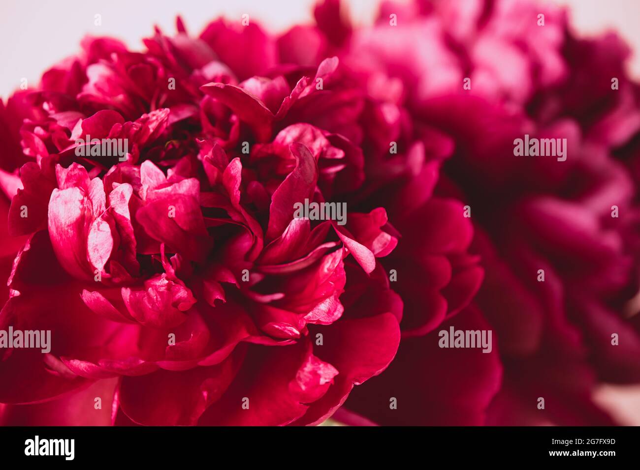 Blooming red burgundy peony flowers close-up on a pastel pink ...