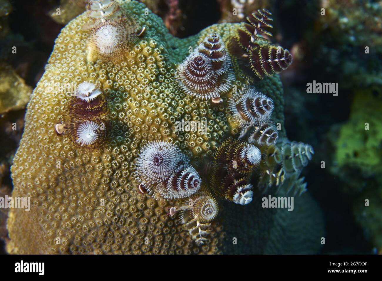 Underwater Sea Flowers
