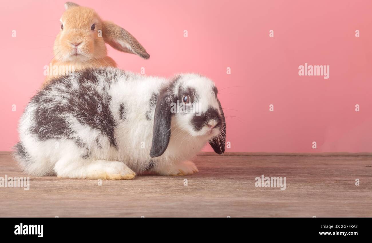 Cute rabbit with pink background Easter holiday concept Stock Photo - Alamy