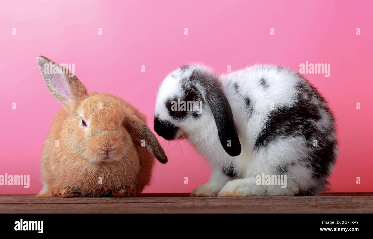 Cute rabbit with pink background Easter holiday concept Stock Photo - Alamy