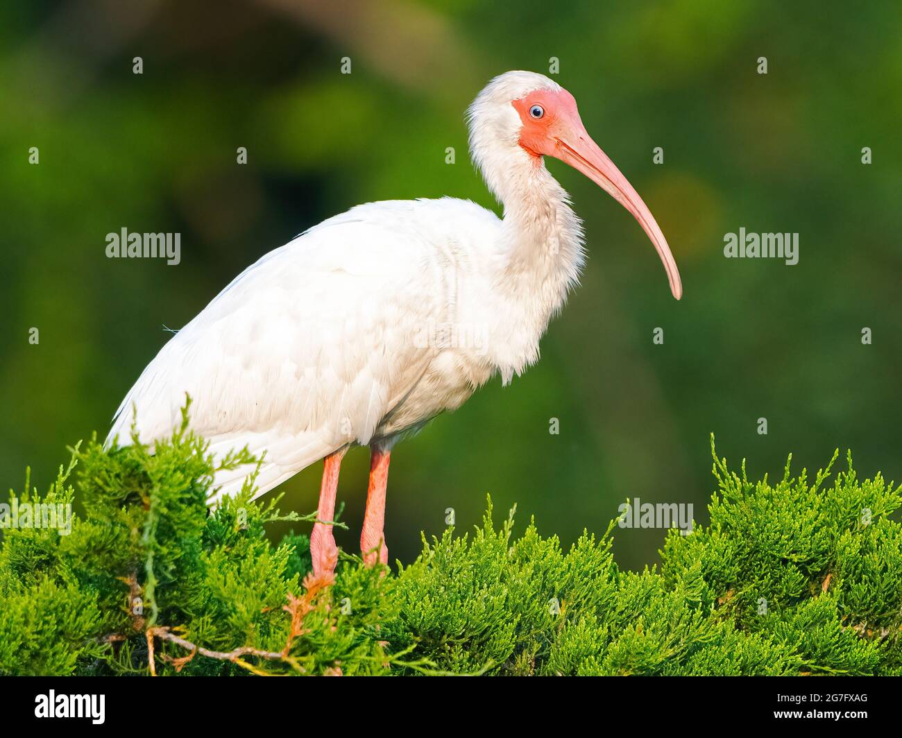 Black ibis nest in tree hi-res stock photography and images - Alamy
