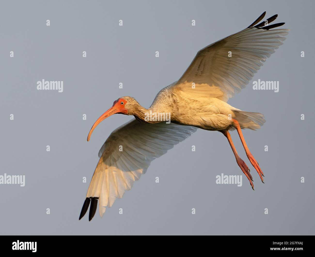 Red ibis and red heron hi-res stock photography and images - Alamy