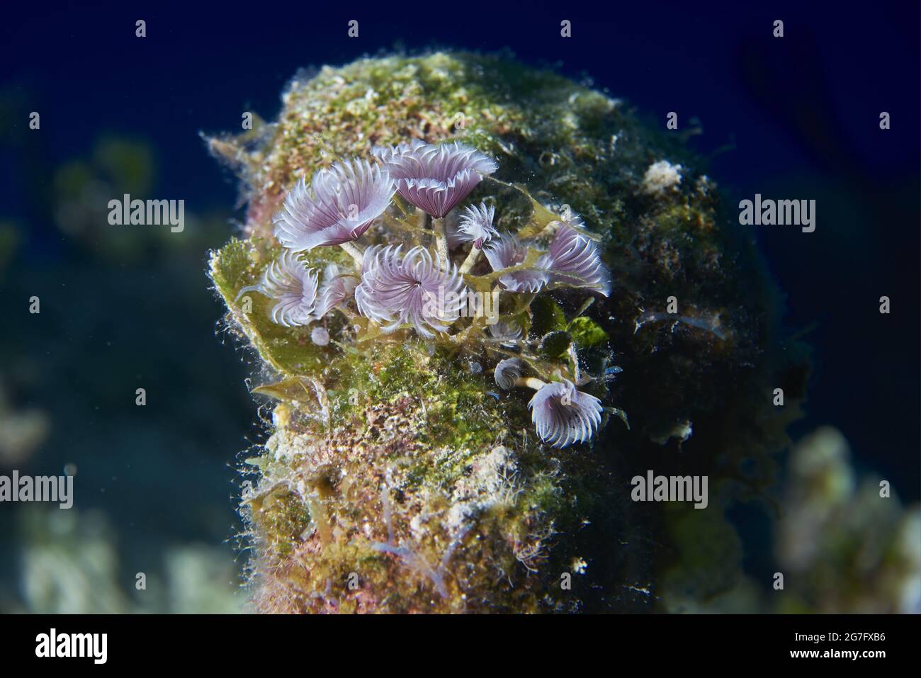 Deep coral flowers hi-res stock photography and images - Alamy