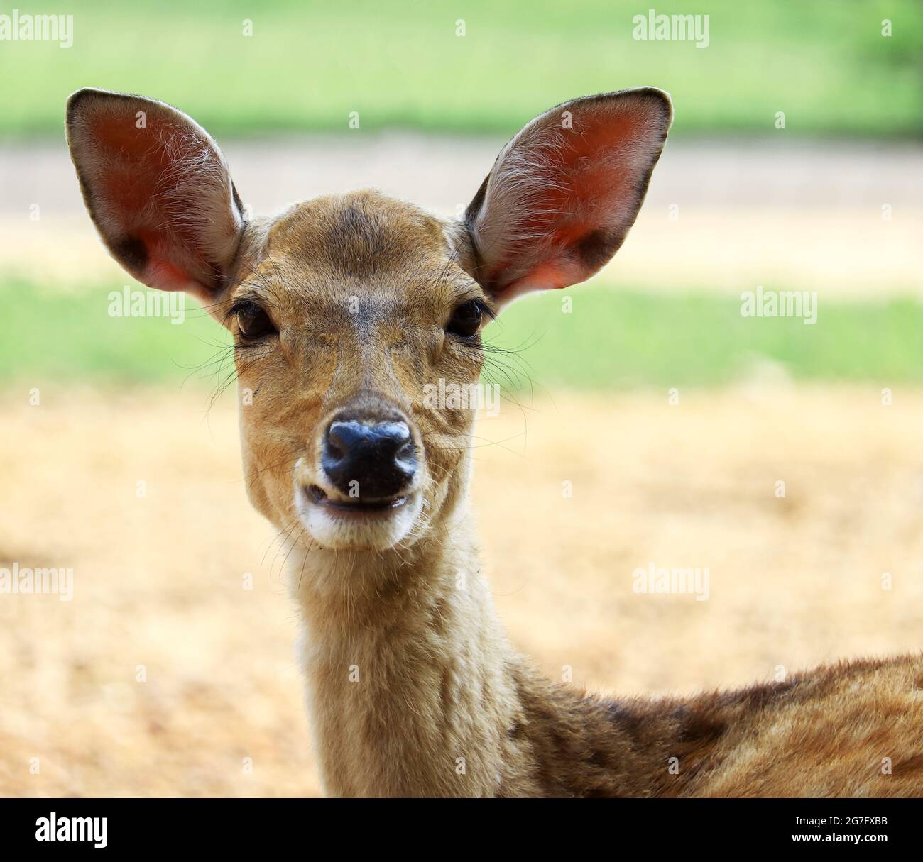 Deer in the nature open grassland in summer Stock Photo - Alamy