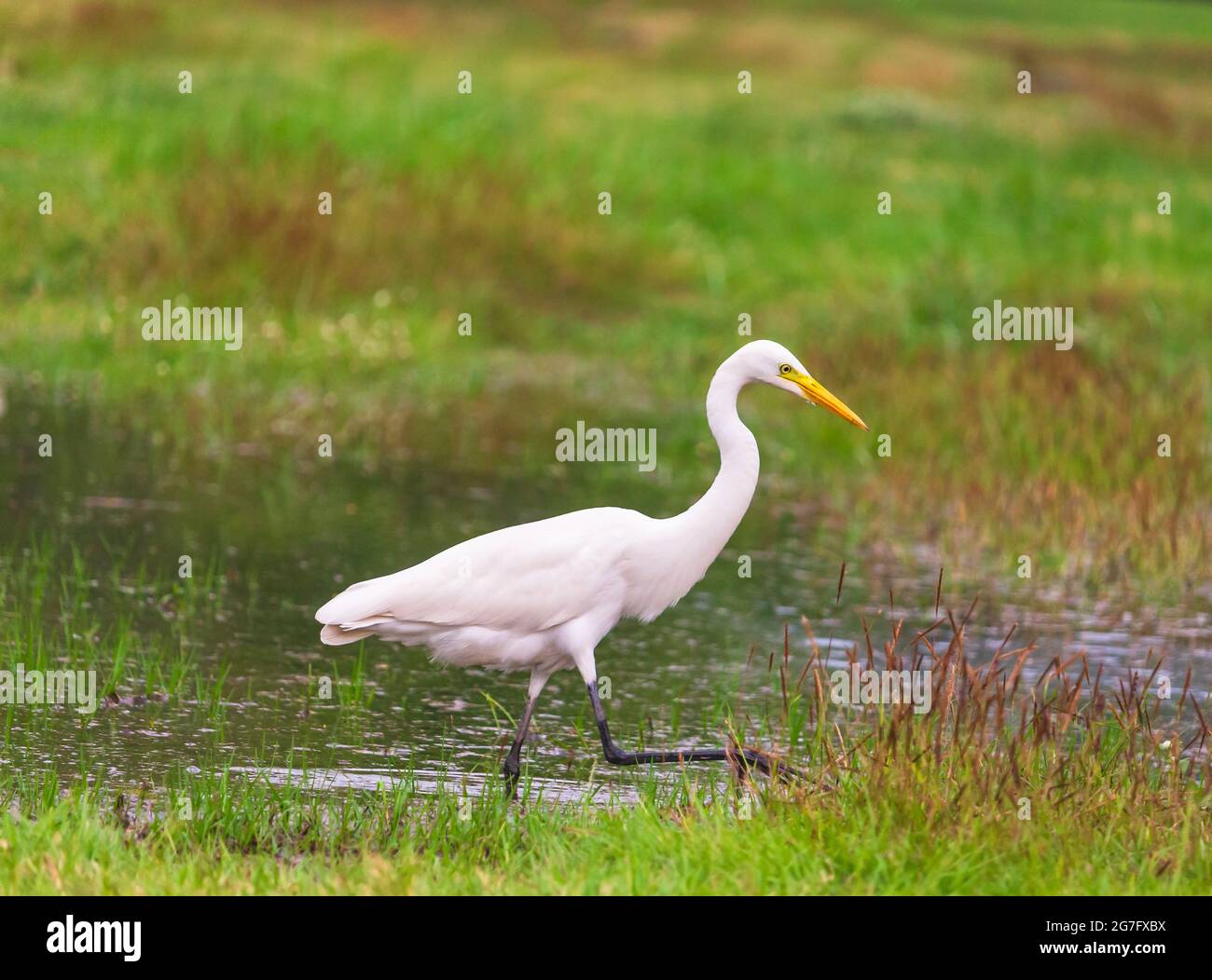 Ardea alba Are living food naturally Stock Photo - Alamy