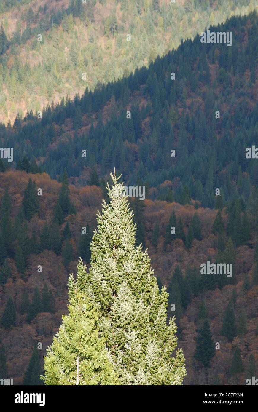 Northern California forestland Stock Photo - Alamy