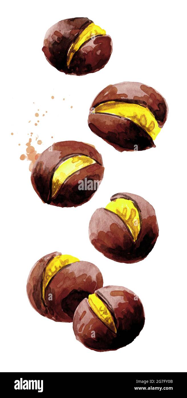 Falling Roasted edible Chestnuts. Hand drawn watercolor illustration ...