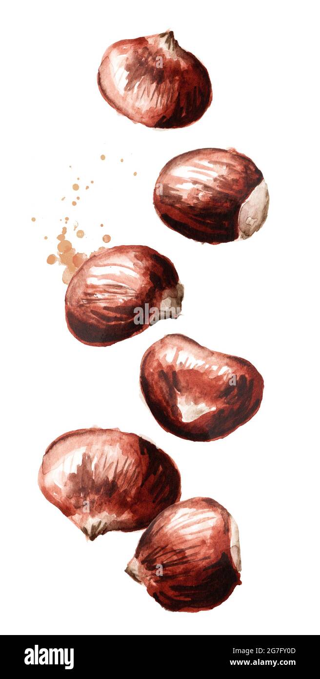 Falling Fresh edible Chestnuts. Hand drawn watercolor illustration ...