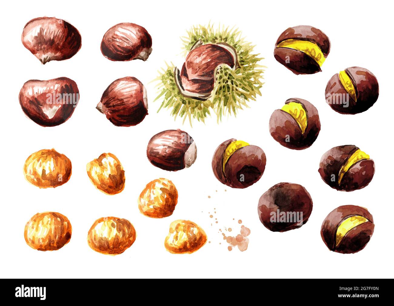Edible Chestnuts set. Fresh, Roasted, candied. Hand drawn watercolor ...