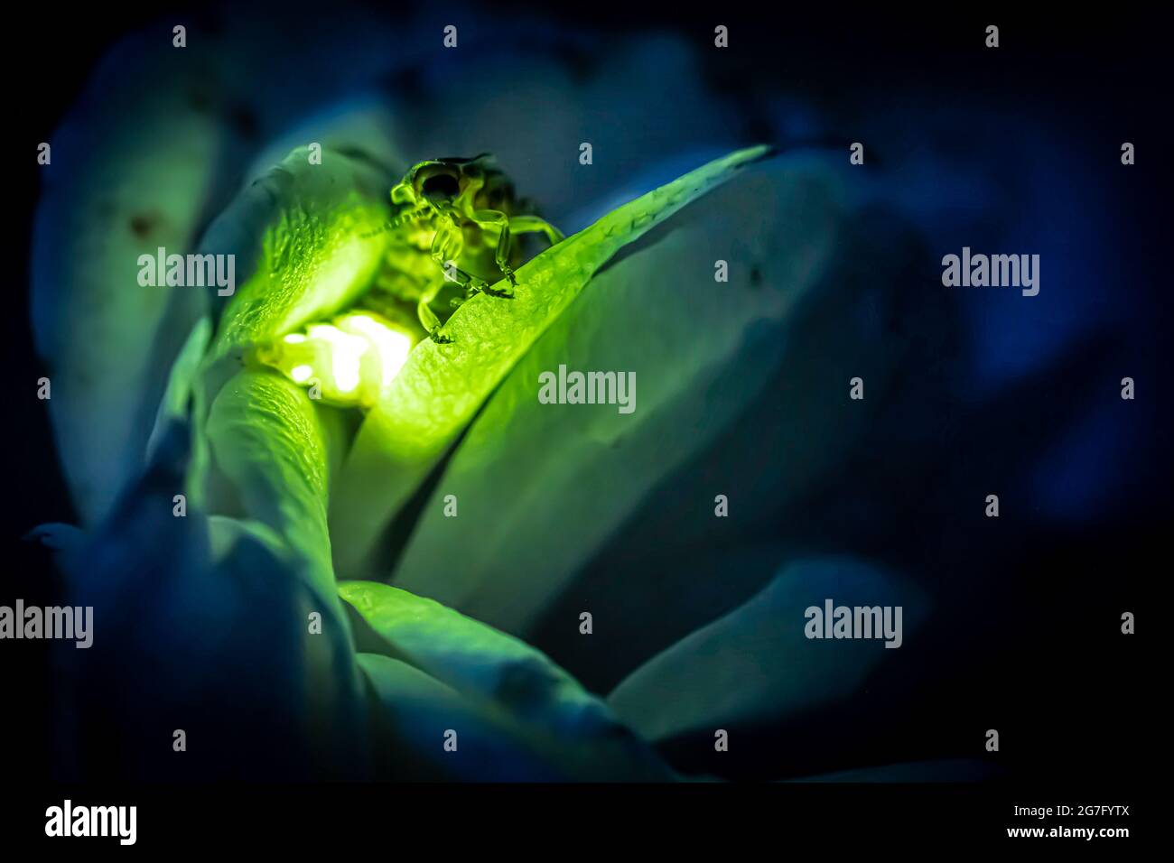 Female firefly sitting on a rose glowing Stock Photo - Alamy