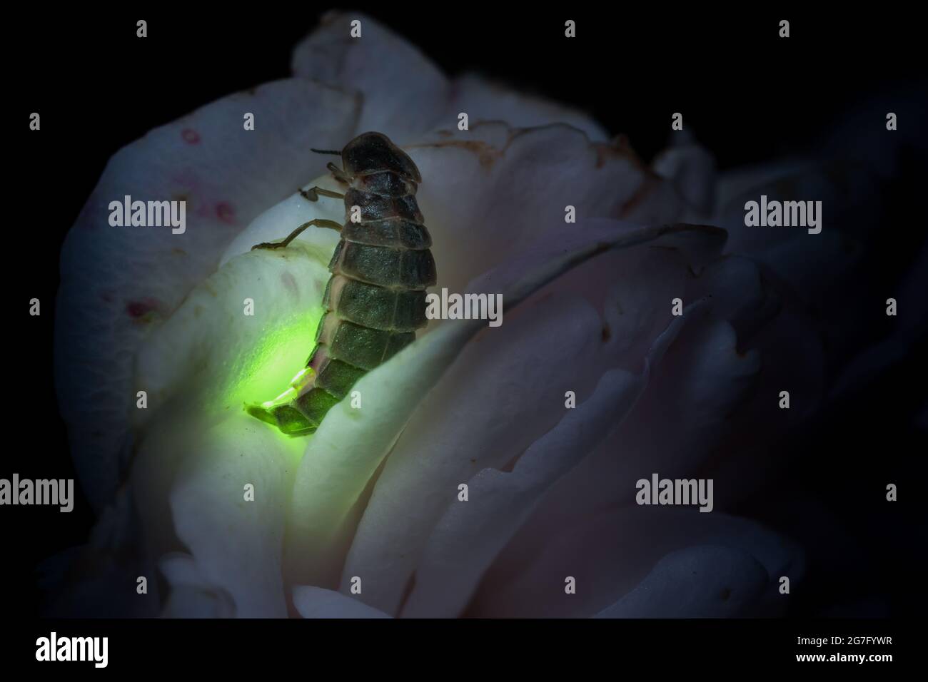 Female firefly sitting on a rose glowing Stock Photo - Alamy