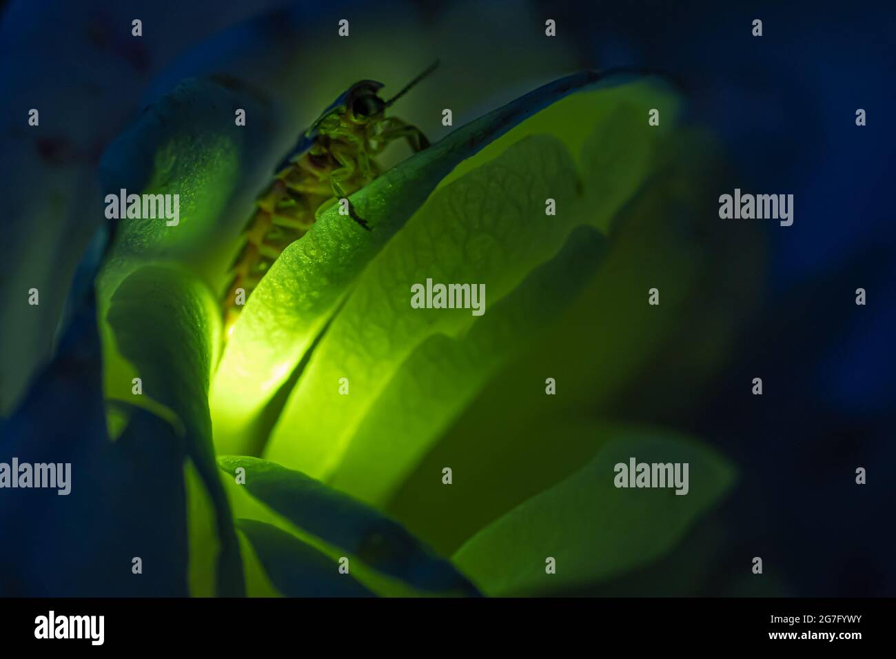 Female firefly sitting on a rose glowing Stock Photo - Alamy