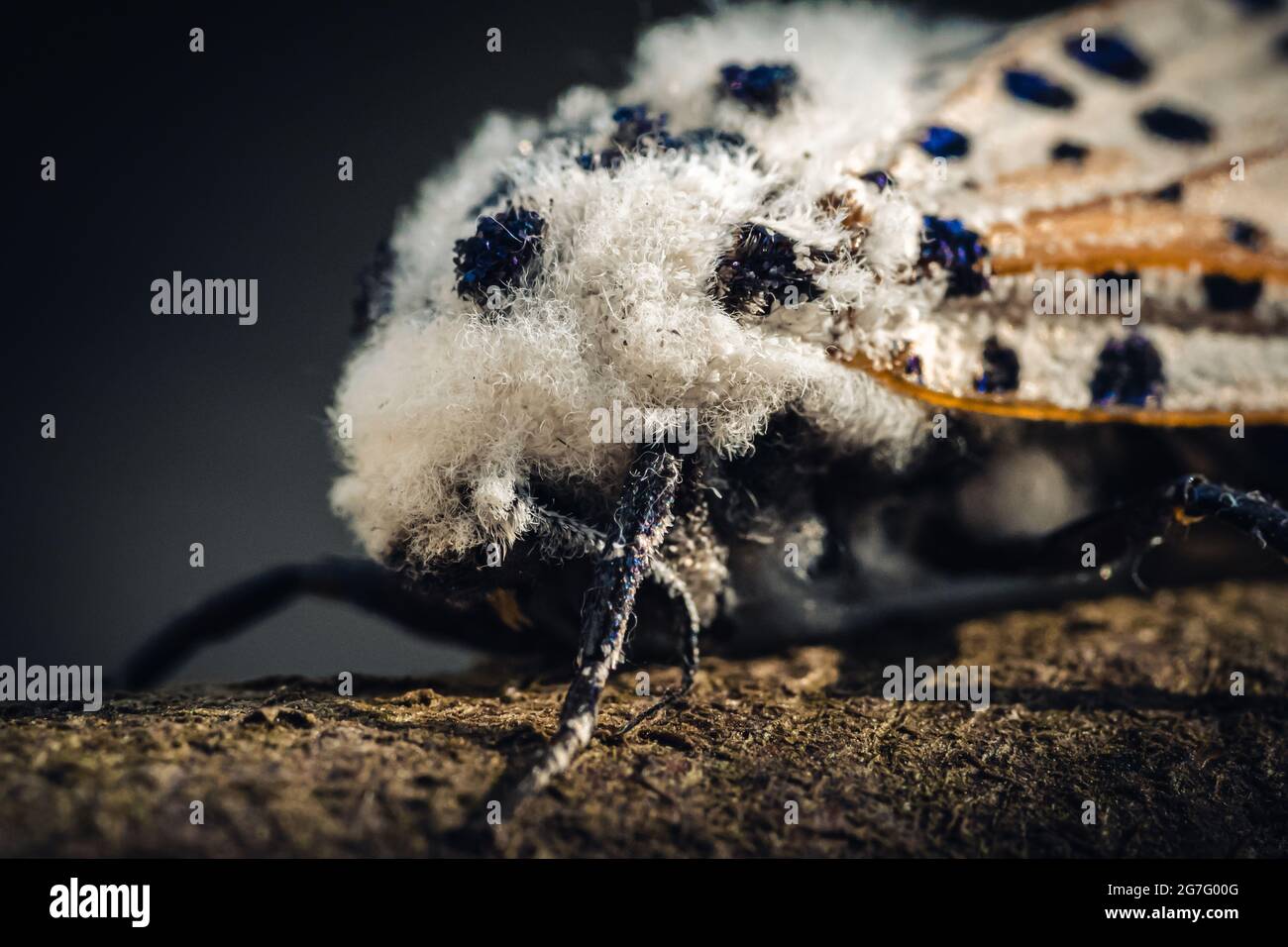 White butterfly leopard moth or wood leopard moth sitting on a piece of wood Stock Photo - Alamy